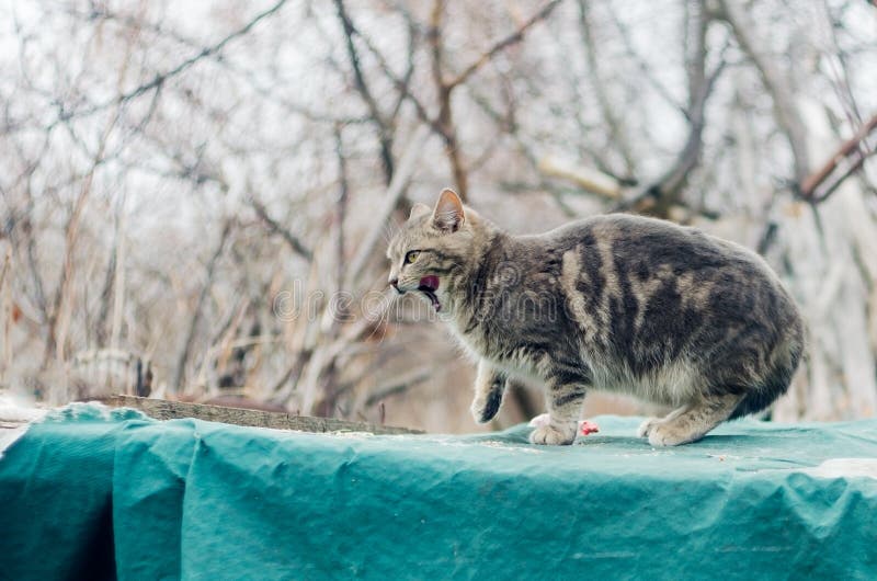 Grey Cat Licked on the Table Stock Photo - Image of kitty, funny: 88530372
