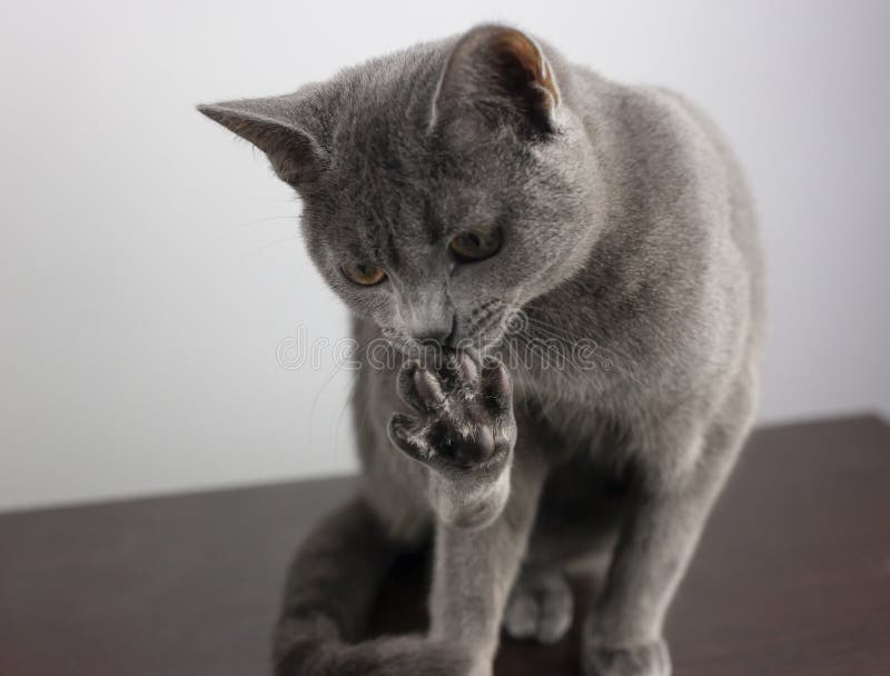 A Grey Cat Licking Its Paw with Claws Out. Stock Image - Image of ...