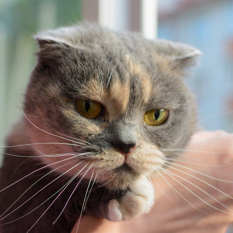 Grey Cat Lookin Directly To the Camera Stock Photo - Image of kitty ...