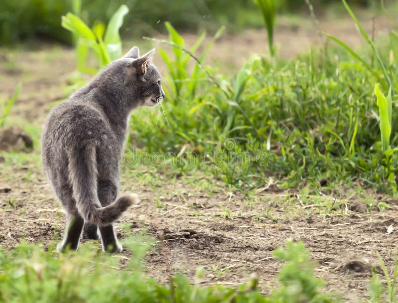 Grey Cat Looking in Distance Stock Image - Image of grassy, tails: 19619813