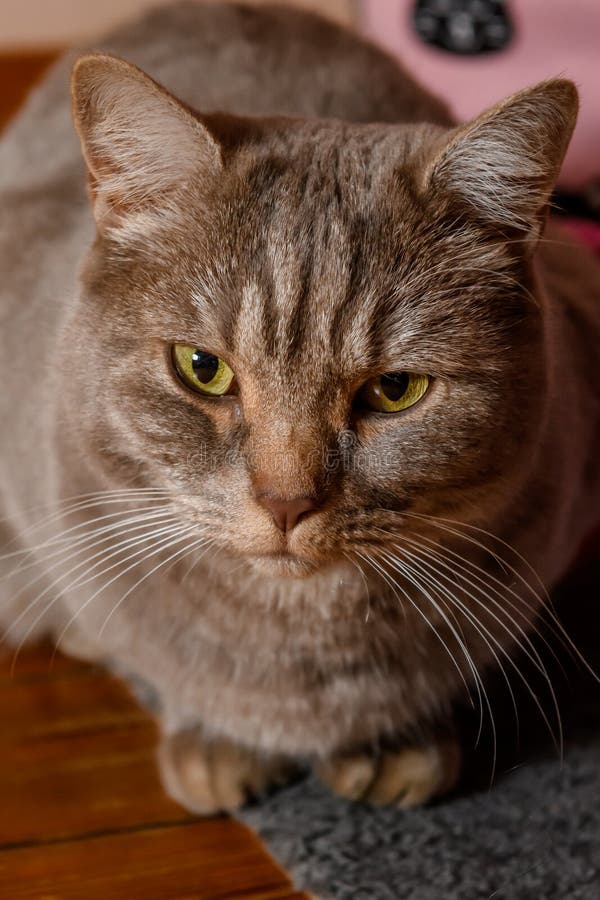 Grey cat looking. stock image. Image of fluffy, looking - 264708859