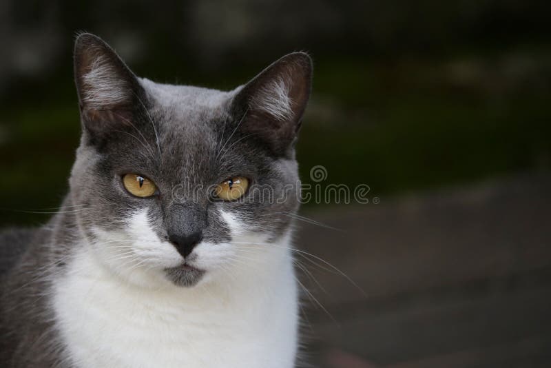 Grey cat looking serious stock photo. Image of serious - 147382866