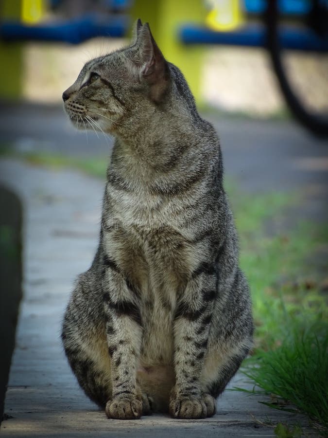 Grey cat looking sideways stock image. Image of carnivore - 225483441