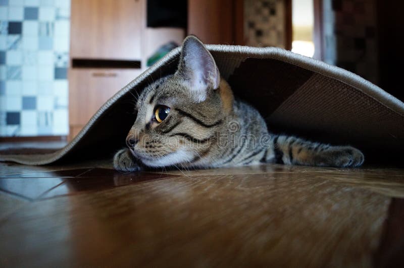 Cat Grey Looking Aside Carpet Stock Photo - Image of yellow, emotion ...