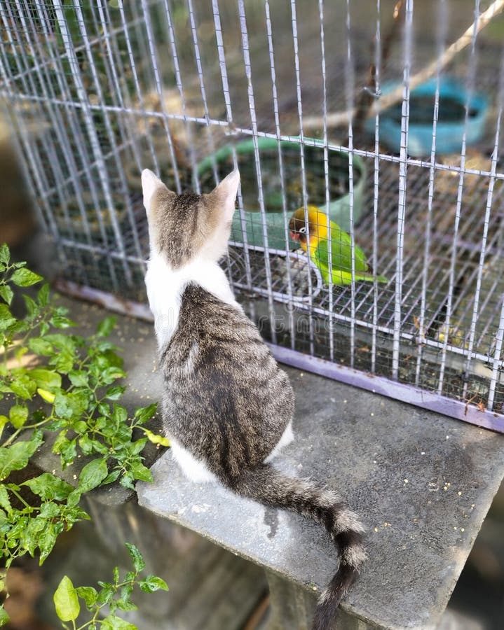 Grey Cat & Love Bird stock photo. Image of love - 278140294