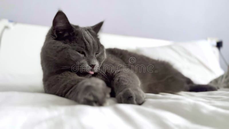 The Grey Cat Is Lying On The Bed And Licking His Paws Cat Is Getting Ready For Bed Stock