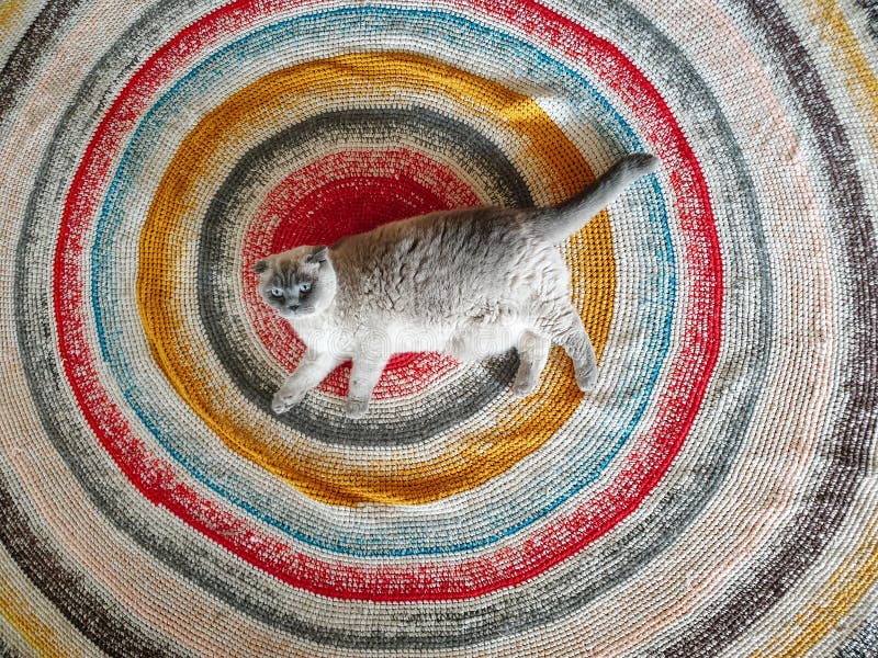 Grey Cat Lying on the Carpet Stock Image - Image of side, animal: 347944397