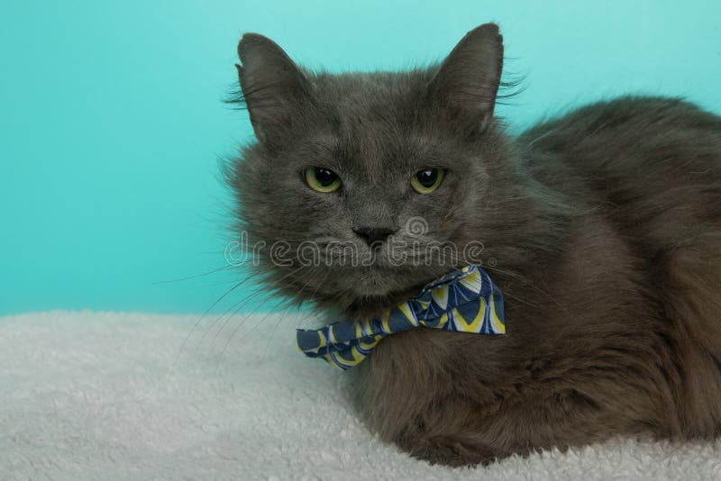Grey Cat Lying Down Wearing a Bow Tie Close Up Stock Photo - Image of ...