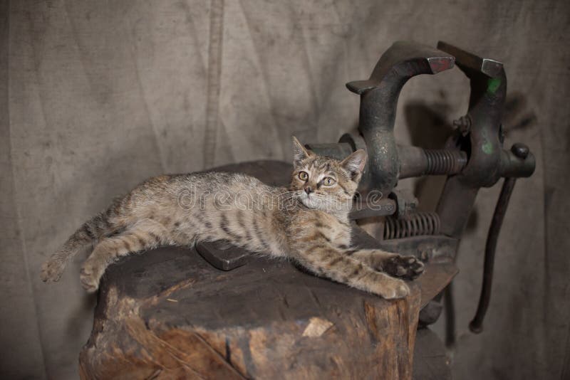 The grey cat stock image. Image of british, forge, grey - 187258249