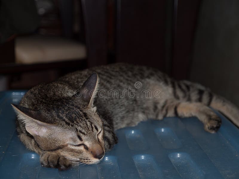 Grey Cat Lying on the Ground Behind the Box. Stock Photo - Image of ...