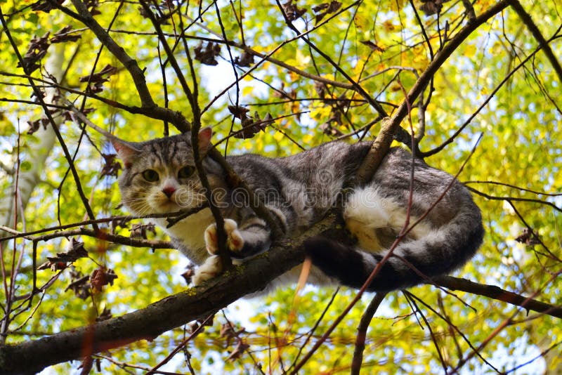 Grey Cat on a Mandarin Tree in the Garden. Stock Photo - Image of ...