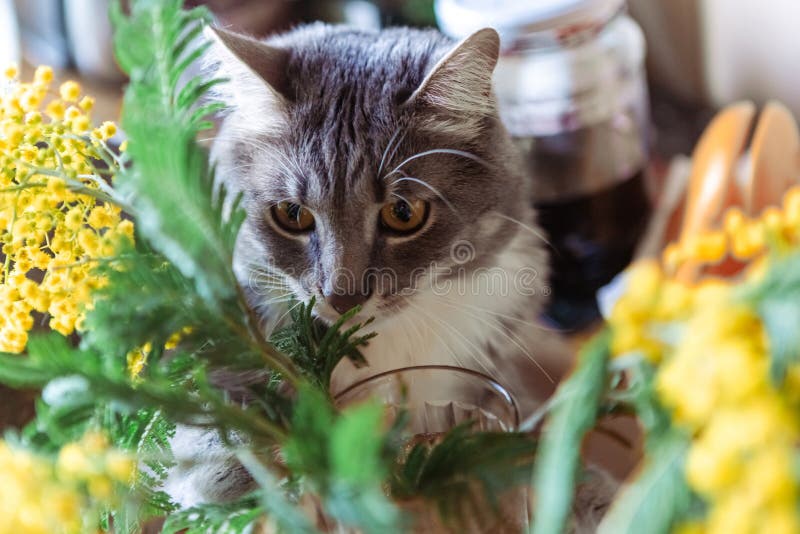 Grey Cat in Mimosa Branches. Stock Image - Image of eyes, gift: 207649933