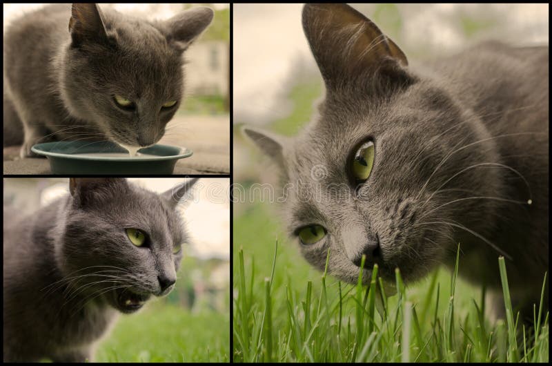 Grey Cat Mosaic Mix Collage Stock Image - Image of striped, adorable ...