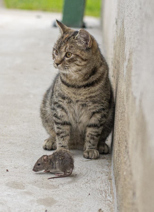 A Mouse Mus Musculus Standing in Front of the Grey Stripped Young Cat ...