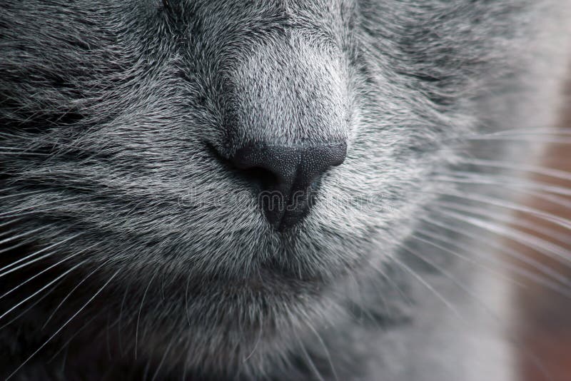 Grey Cat Moustache Close-up Stock Image - Image of moustache, whisker ...
