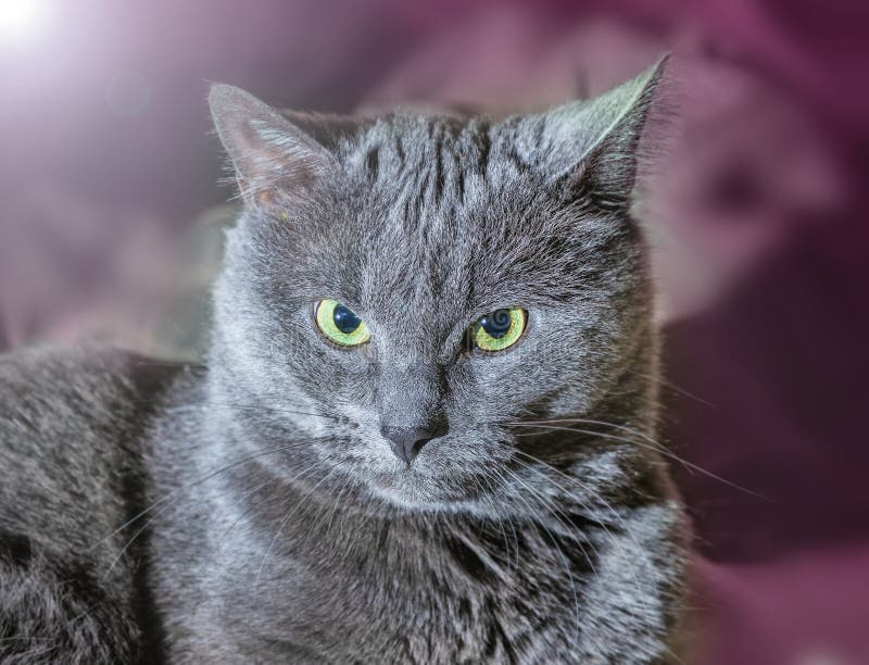 Grey Cat with Mysterious Look Stock Image - Image of cute, hunting ...