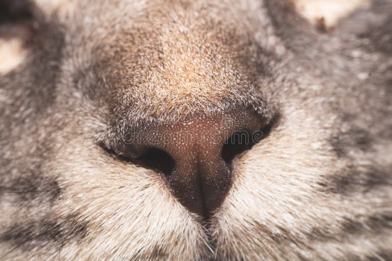 14,886 Cat Nose Close Up Stock Photos - Free & Royalty-Free Stock ...