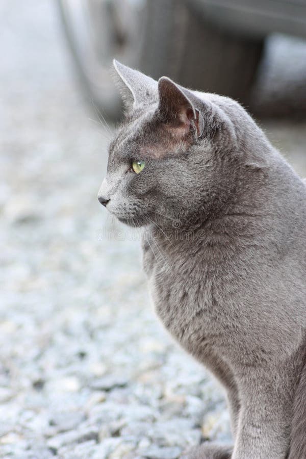 Grey cat outdoor stock photo. Image of pretty, furry - 61585284