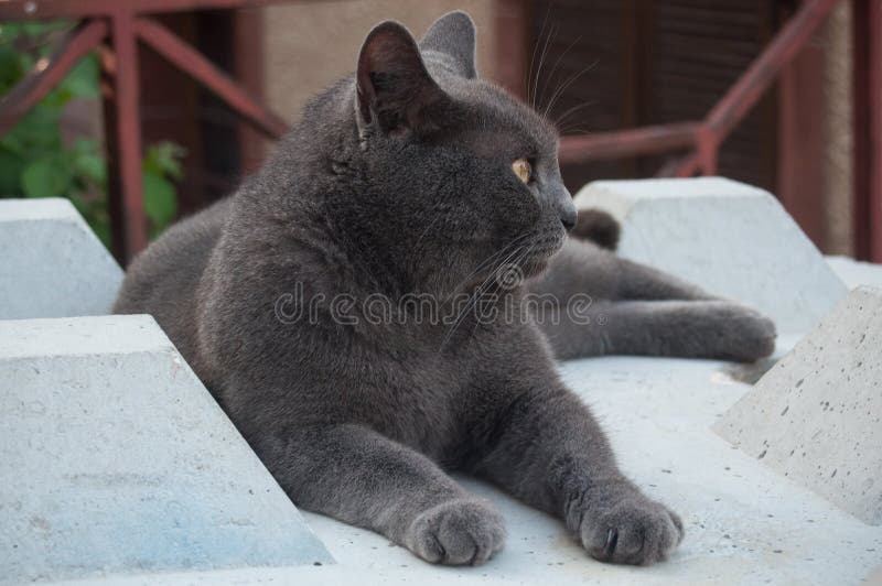 Grey cat in outdoor stock image. Image of kitten, animal - 97257793