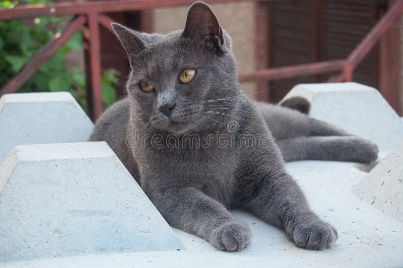Grey cat in outdoor stock image. Image of feline, white - 97456543