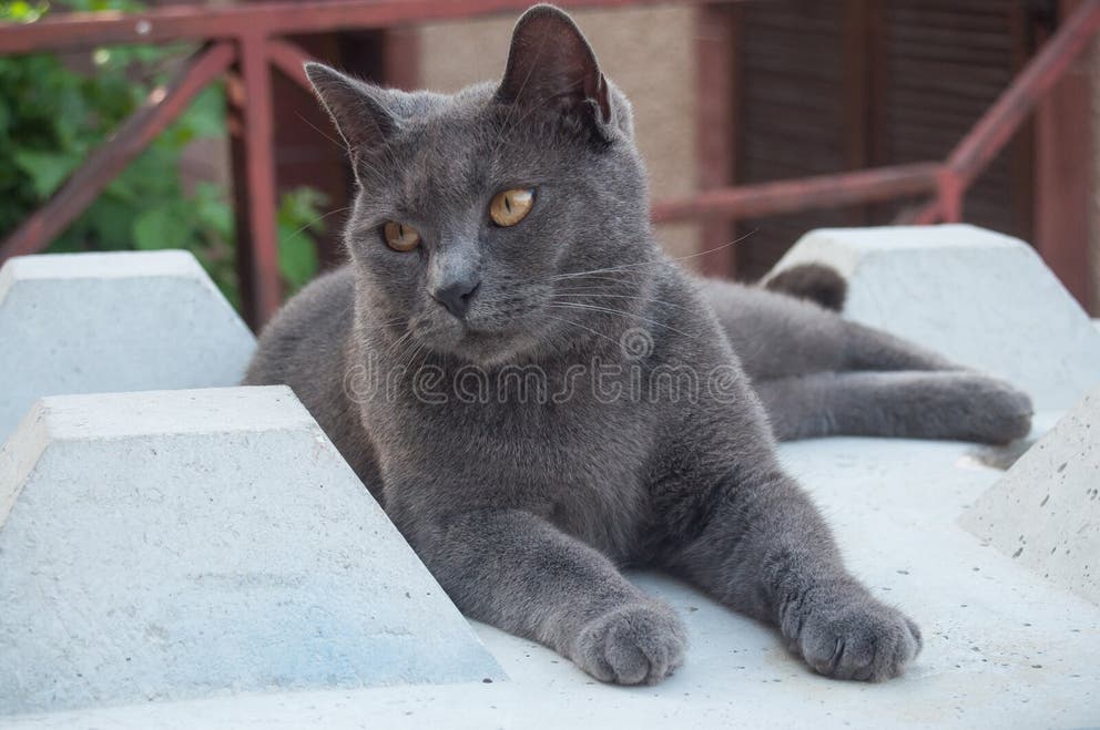 Grey cat in outdoor stock image. Image of feline, white - 97456543