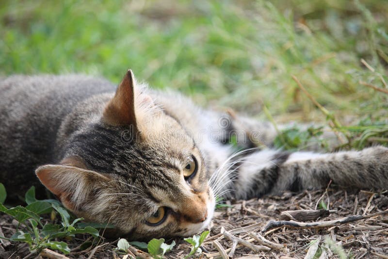 Grey cat outside stock photo. Image of nature, feline - 115897762