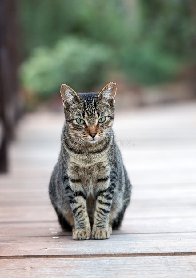 Grey Cat Outside in the Garden Stock Photo - Image of eyed, carnivore ...