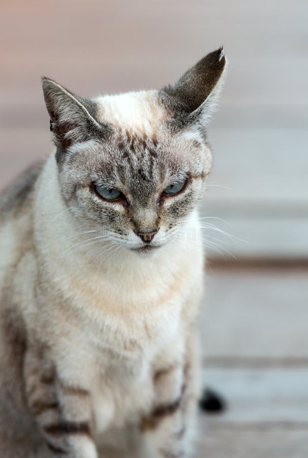 Grey Cat Outside in the Garden Stock Image - Image of eyed, fluffy ...