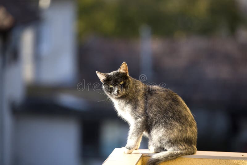 Grey cat outside stock photo. Image of domestic, wild - 80964880
