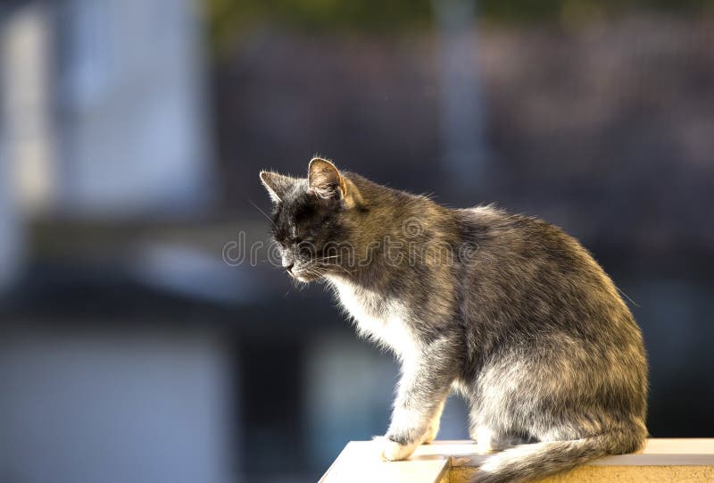 Grey cat outside stock photo. Image of front, field, cute - 80964898