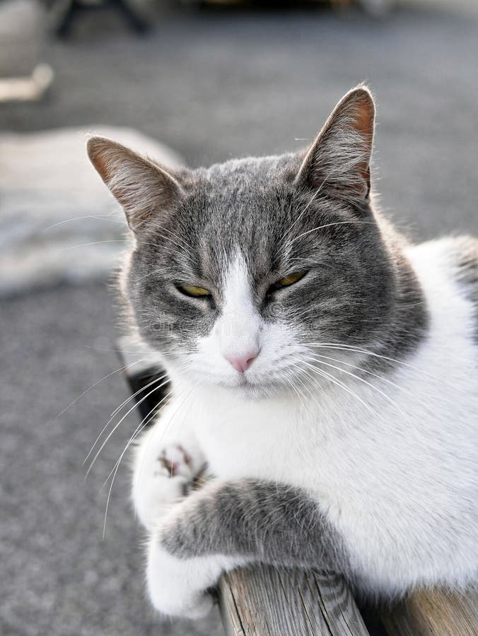 Grey Cat Outside Stock Photos - Download 5,118 Royalty Free Photos