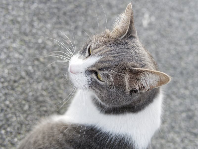 Grey Cat Outside Stock Photos - Download 5,118 Royalty Free Photos