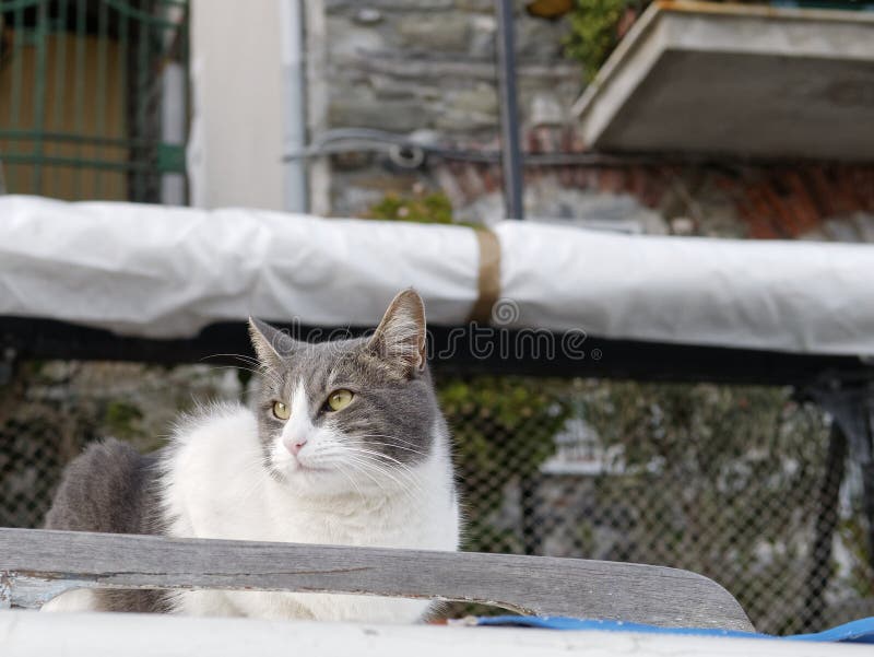 Grey Cat Outside Stock Photos - Download 5,118 Royalty Free Photos