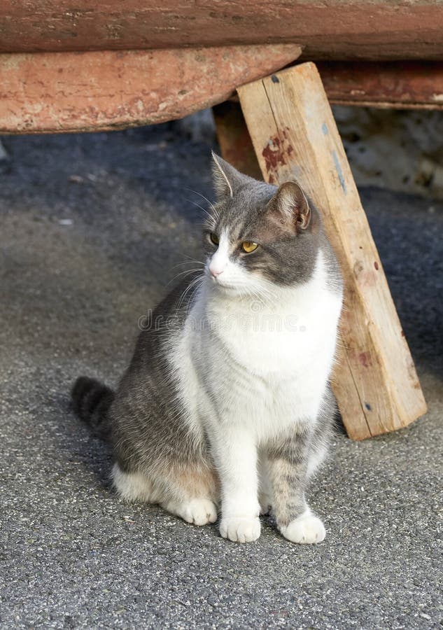Grey cat outside stock photo. Image of studio, space - 83136302