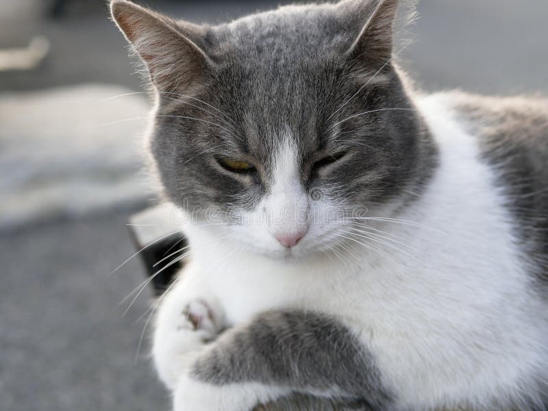 Grey Cat Outside Stock Photos - Download 5,118 Royalty Free Photos