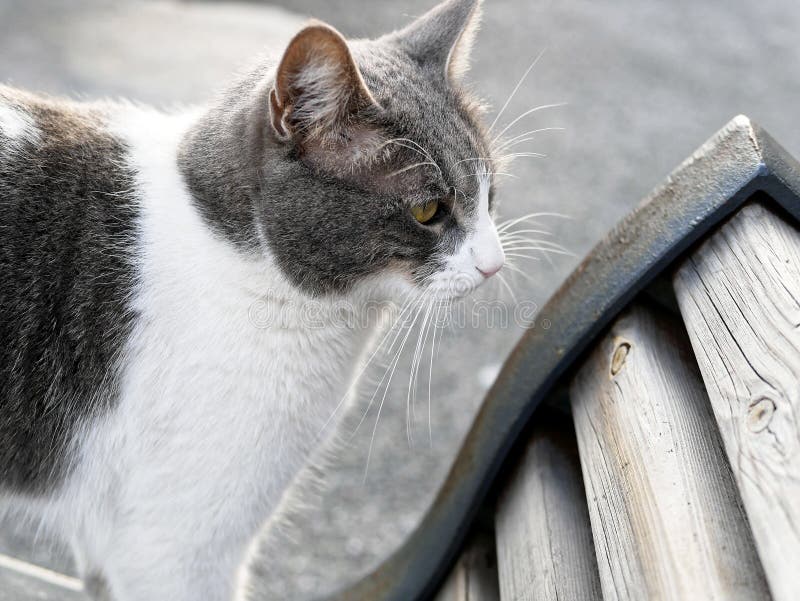 Grey Cat Outside Stock Photos - Download 5,118 Royalty Free Photos