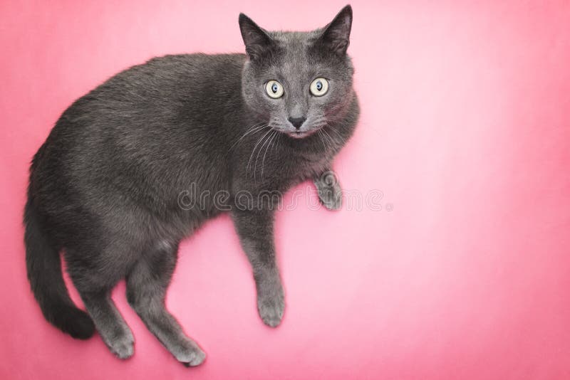 Grey funny cat posing stock image. Image of animal, action - 92409397