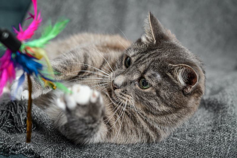 Cat Plaing Stock Photos - Free & Royalty-Free Stock Photos from Dreamstime