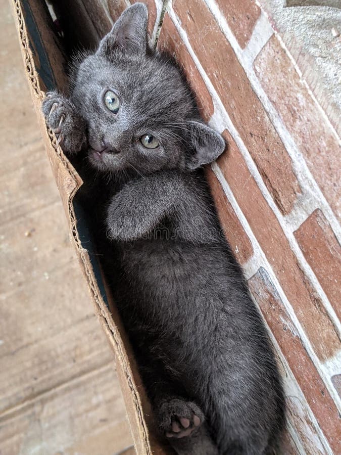 Grey Cat Playing Behind a Box Stock Photo - Image of smallcat, grey ...