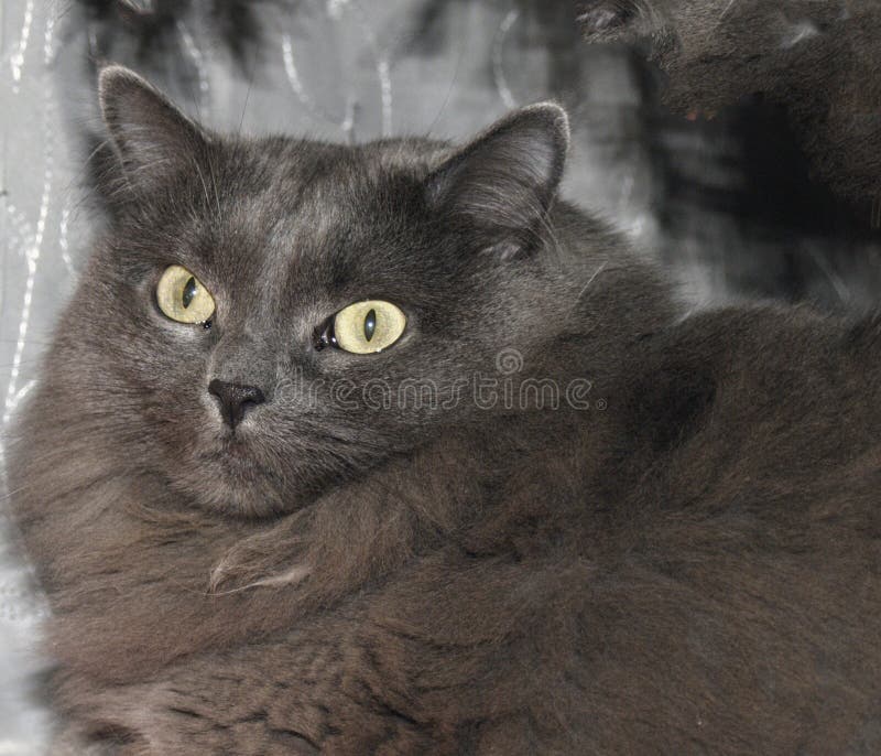 Grey Cat Portrait stock image. Image of eyes, portrait - 96116799