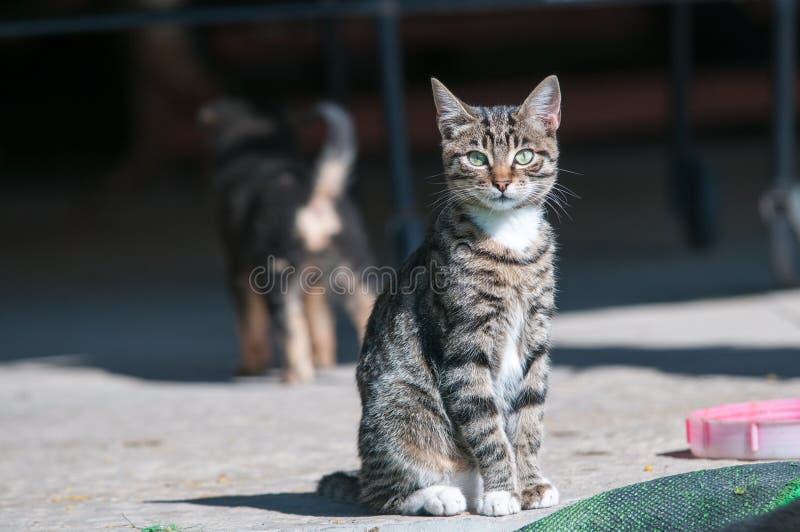 Grey cat stock image. Image of small, standing, looking - 41981445