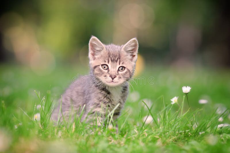 A grey cat outside stock image. Image of gray, pose, green - 13458677