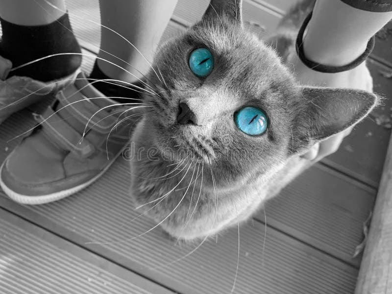 A grey cat posing outside stock image. Image of outdoor - 205352181