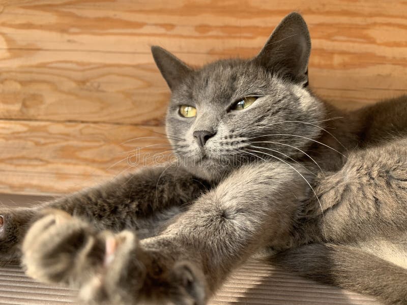 A grey cat posing outside stock image. Image of watching - 205351683
