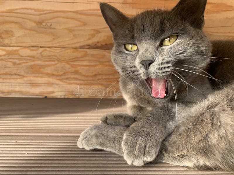 A grey cat posing outside stock photo. Image of animal - 205351858