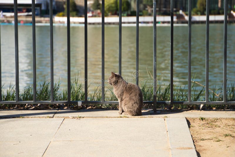 Grey Cat by the Railing Near the River Stock Photo - Image of long ...