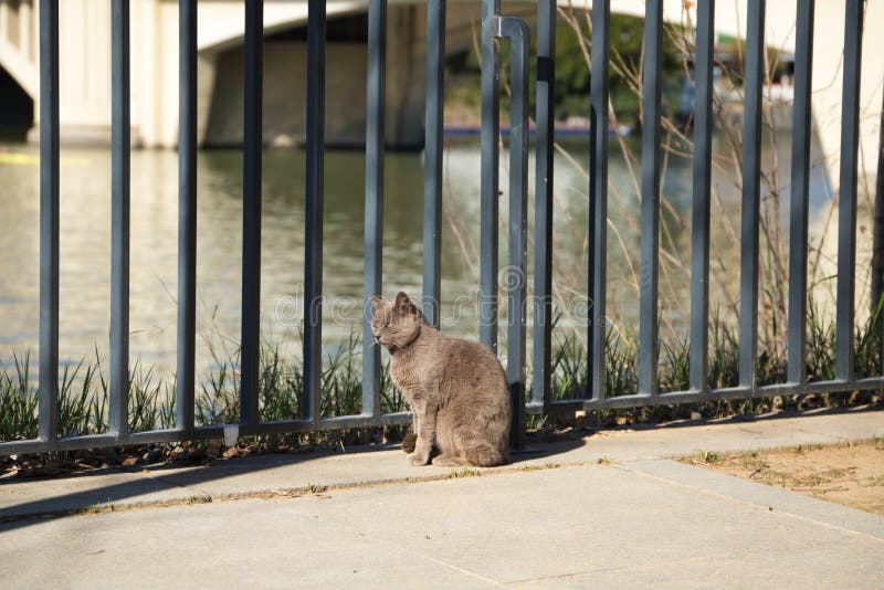 Grey Cat by the Railing Near the River Stock Image - Image of curious ...