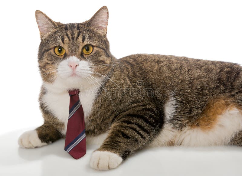 Grey cat with a red tie stock image. Image of clothing - 44634023