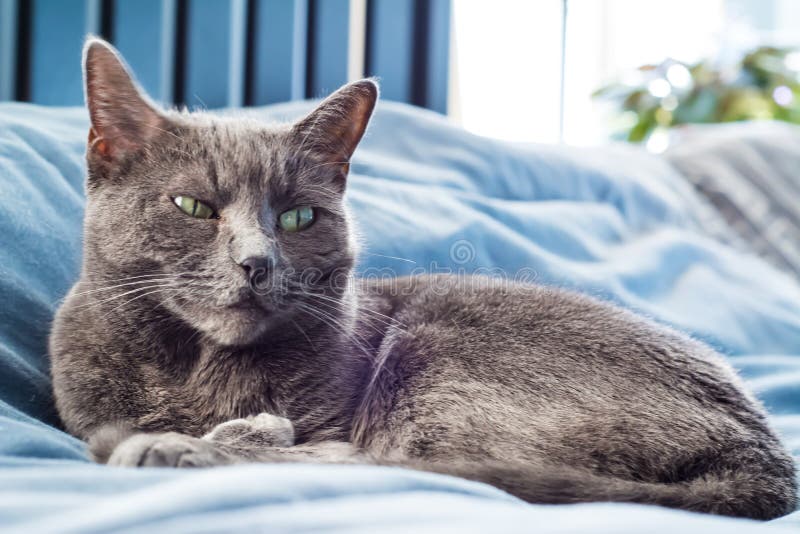 Grey Cat Resting stock photo. Image of gray, grey, whiskers - 62687712