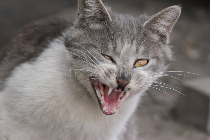 A grey cat , roaring, stock image. Image of tongue, roar - 40105325
